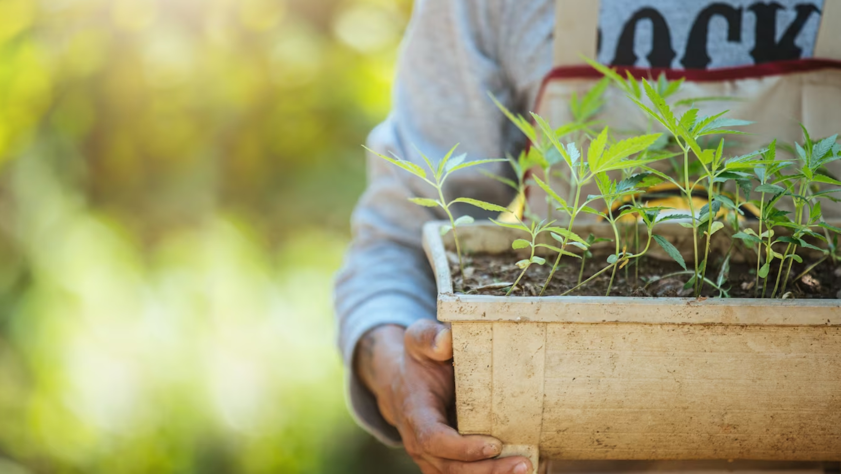 Jak vznikl HHC (hexahydrocannabinol) ? - Michato.cz