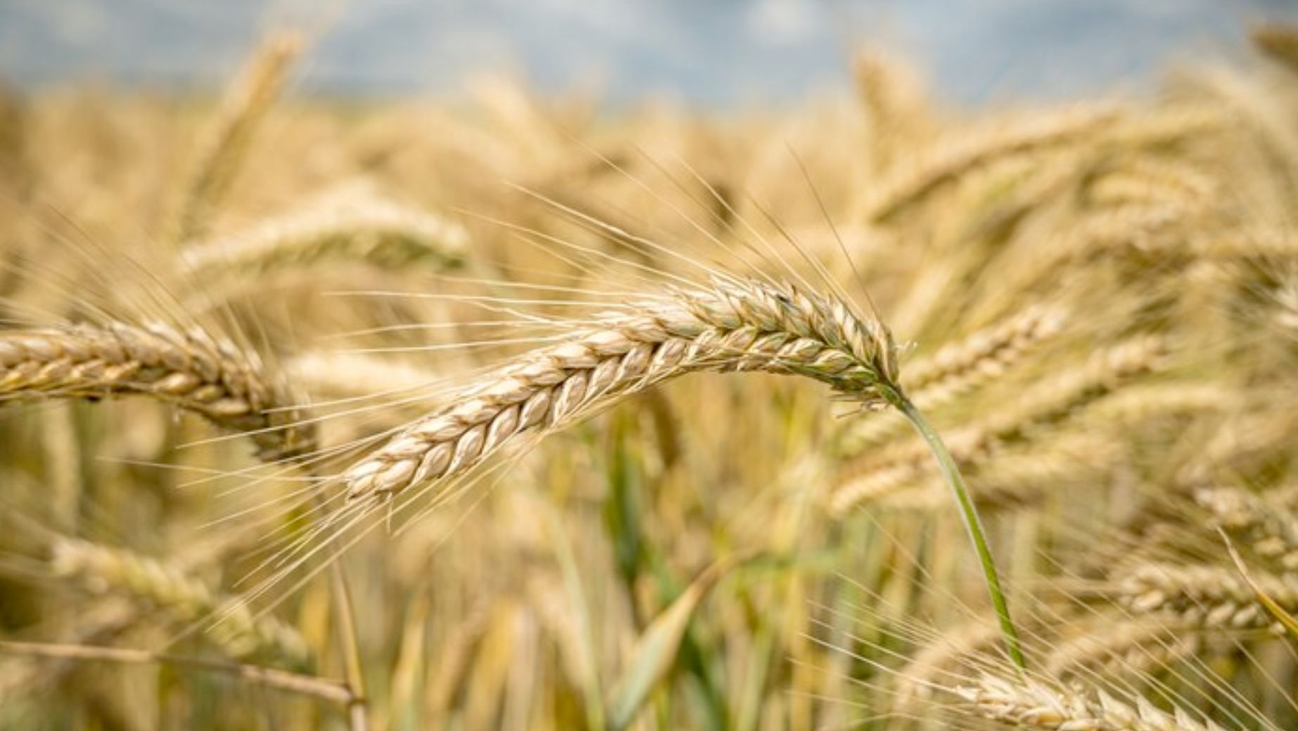 Co to je Mladý ječmen? Zázračná superpotravina - Michato.cz