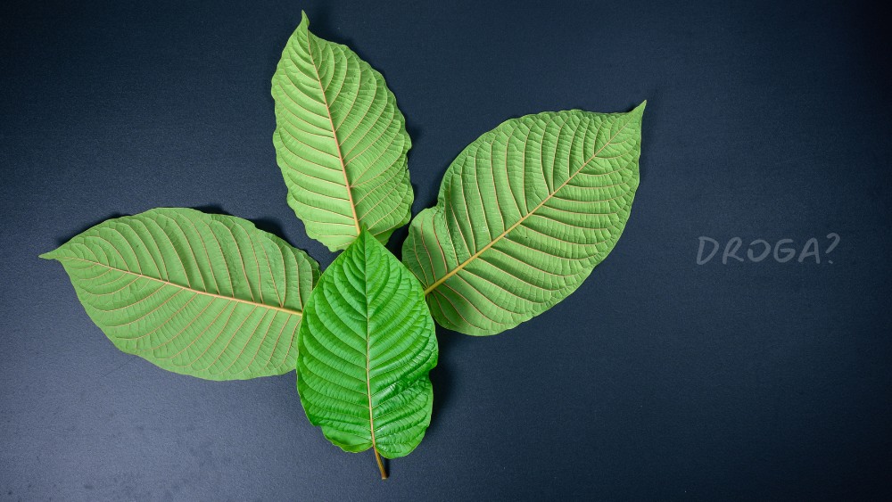 Je kratom opravdu droga? Šokující fakta odhalena - Michato.cz