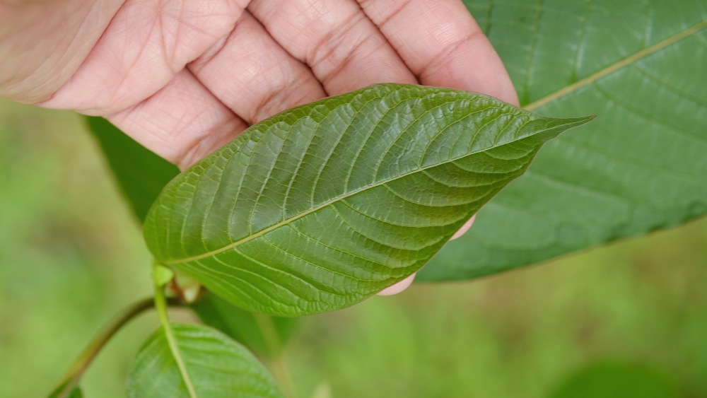 Čím nahradit kratom? - Michato.cz