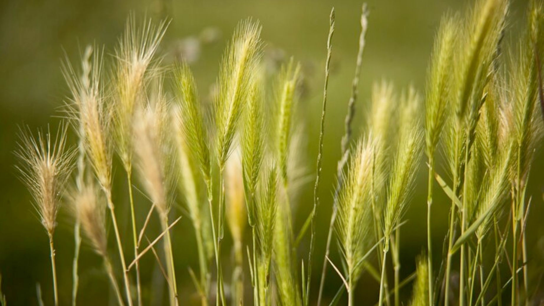 Jak užívat a dávkovat mladý ječmen? - Michato.cz