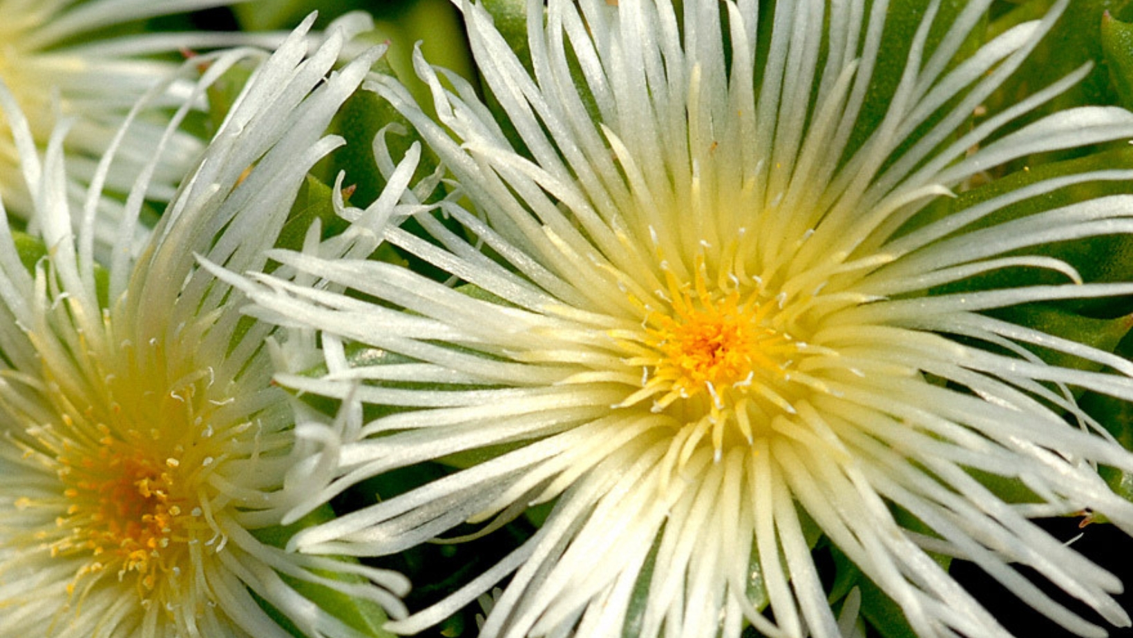 Co je Kanna extrakt? - Michato.cz